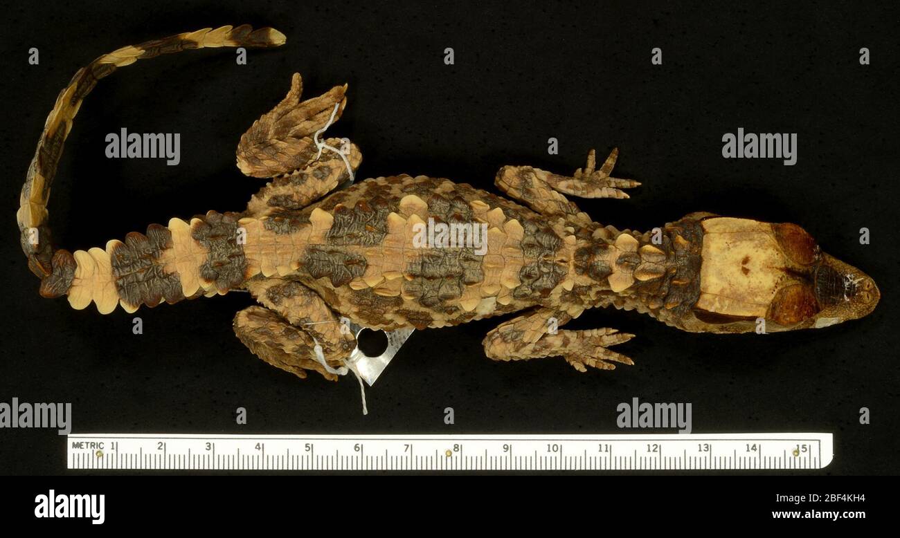 Reptile caiman paleosuchus palpebrosus hi-res stock photography and ...