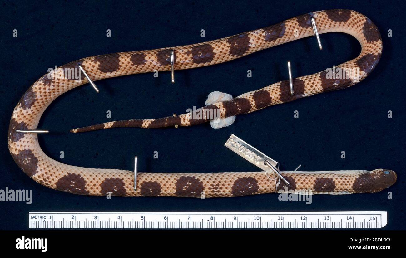 Erythrolamprus hi-res stock photography and images - Alamy