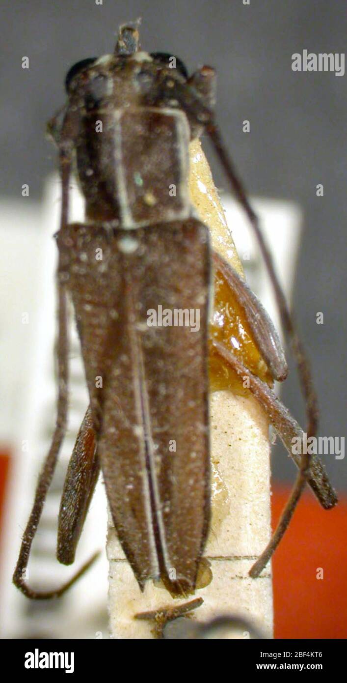 Glenea indistinctevittata morphotype viridivittata. 25 Sep 20131 Stock ...