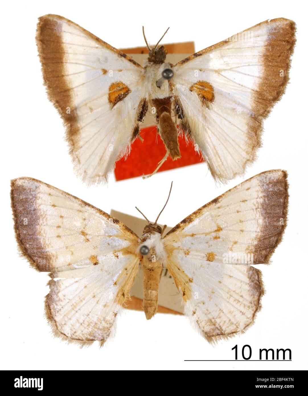 Tropical rivers Cut Out Stock Images & Pictures - Alamy