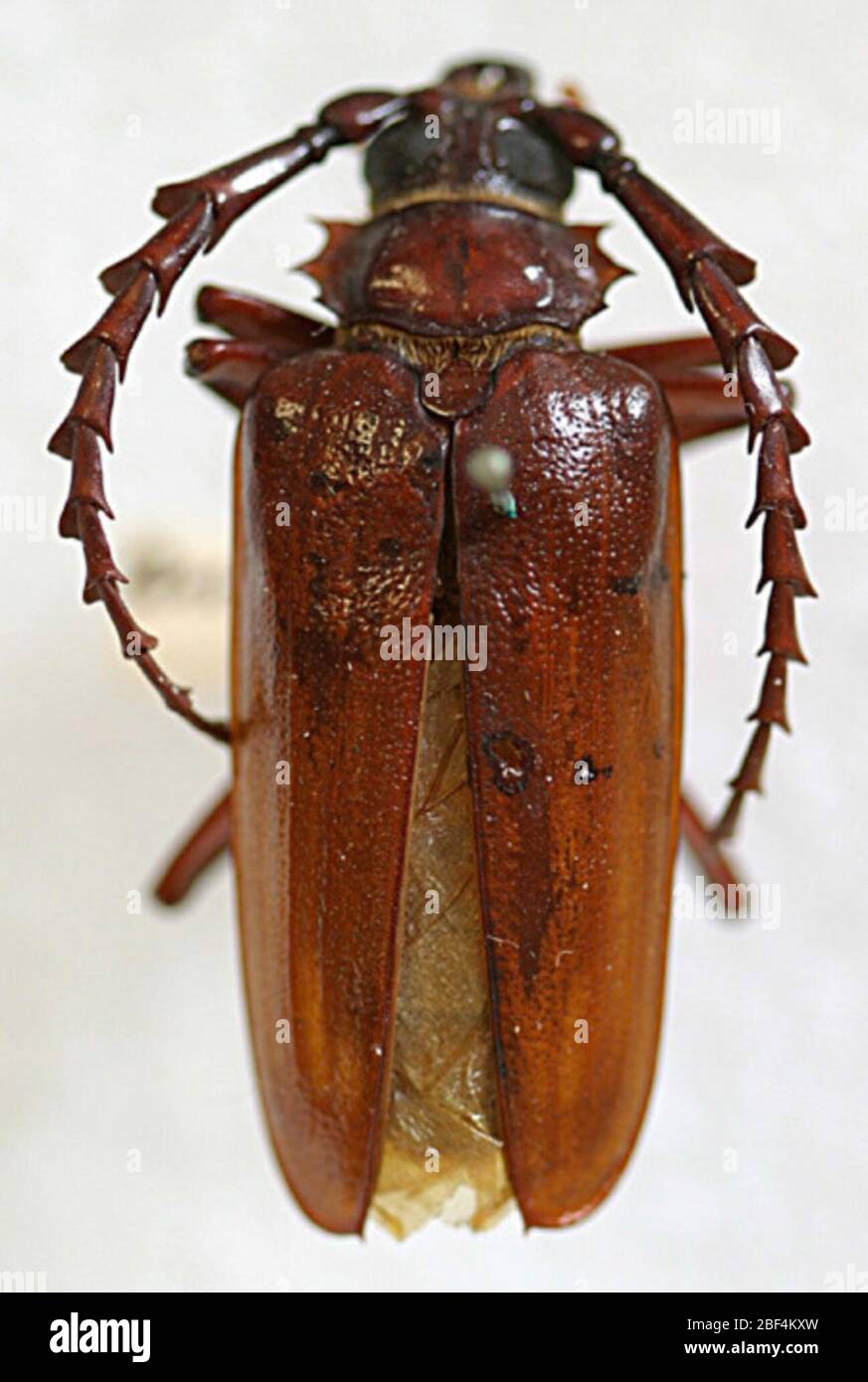 Prionus hi-res stock photography and images - Alamy