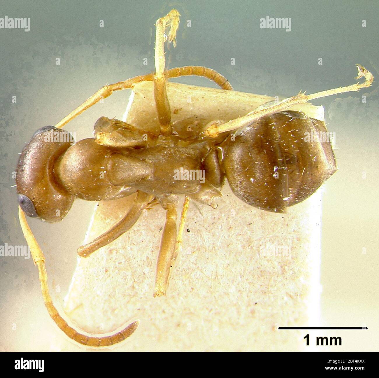 Formica fusca hi-res stock photography and images - Alamy