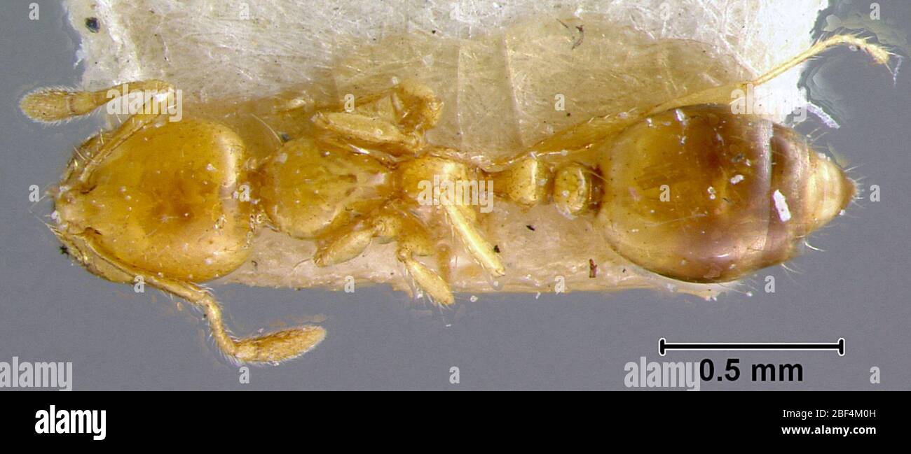 Bruchi hi-res stock photography and images - Alamy