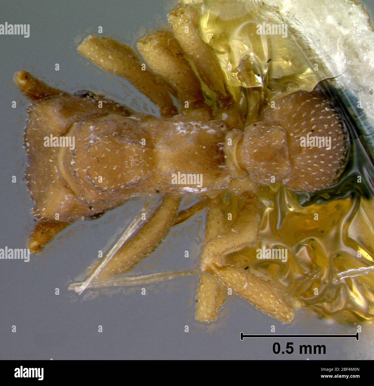 Cyphomyrmex hi-res stock photography and images - Alamy