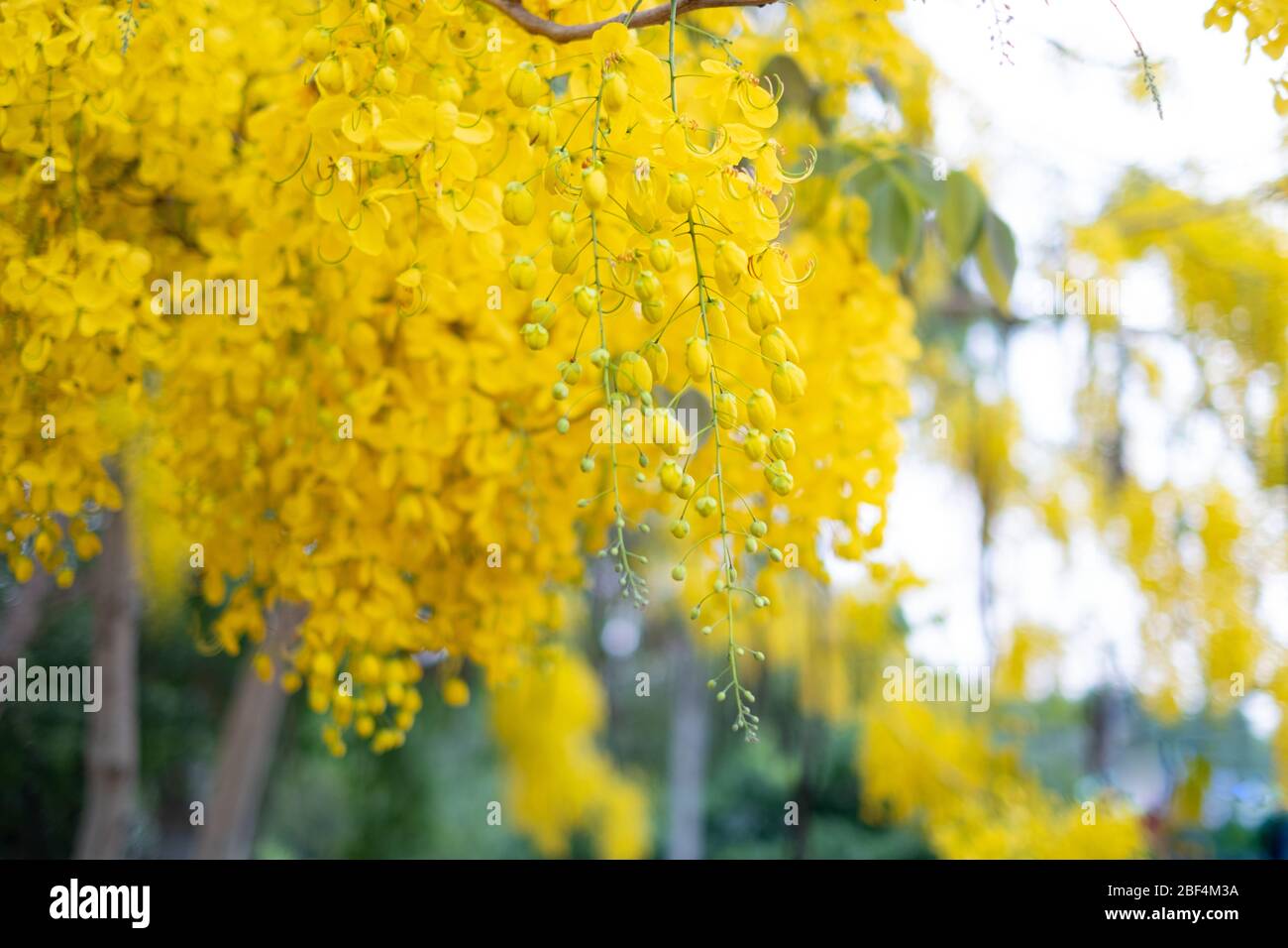 Golden shower (Cassia fistula), National tree of Thailand Stock Photo - Alamy