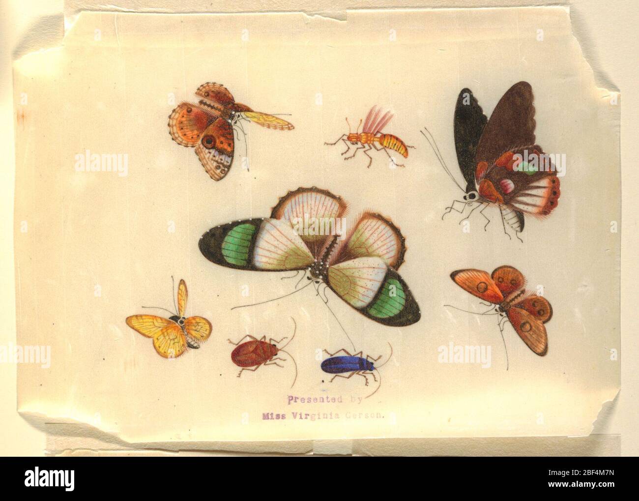 Insects. Detailed representations in color of five butterflies and ...