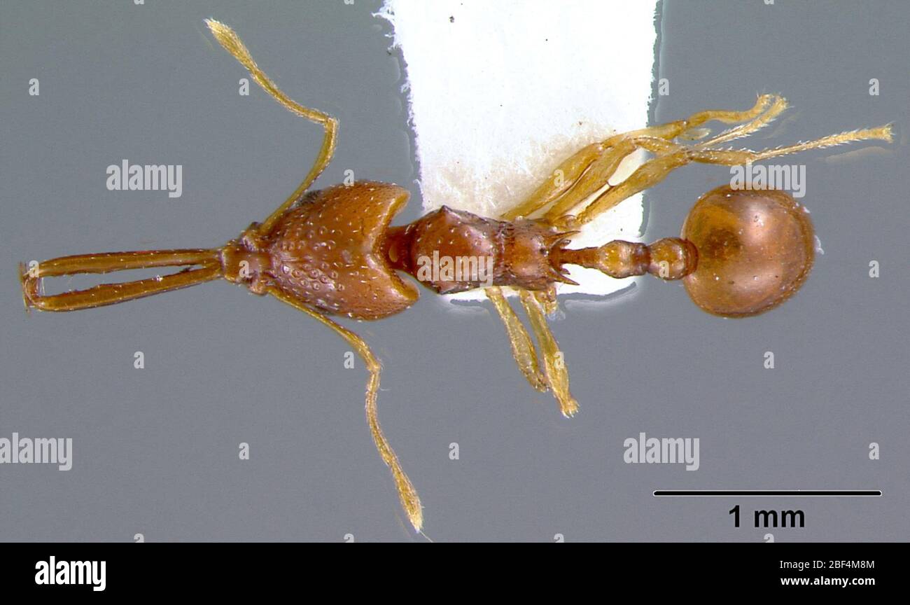 Acanthognathus hi-res stock photography and images - Alamy