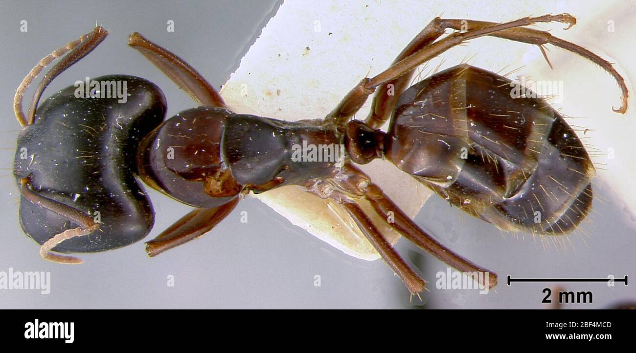 Camponotus Colobopsis maculatus bulimosus. 28 Dec 20163 Stock Photo - Alamy