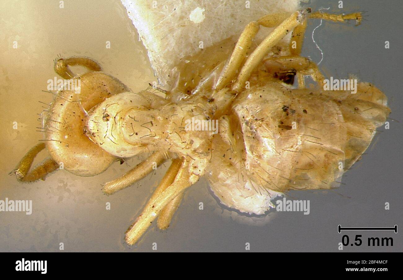 Lasius Acanthomyops interjectus californicus. 28 Dec 20164 Stock Photo ...