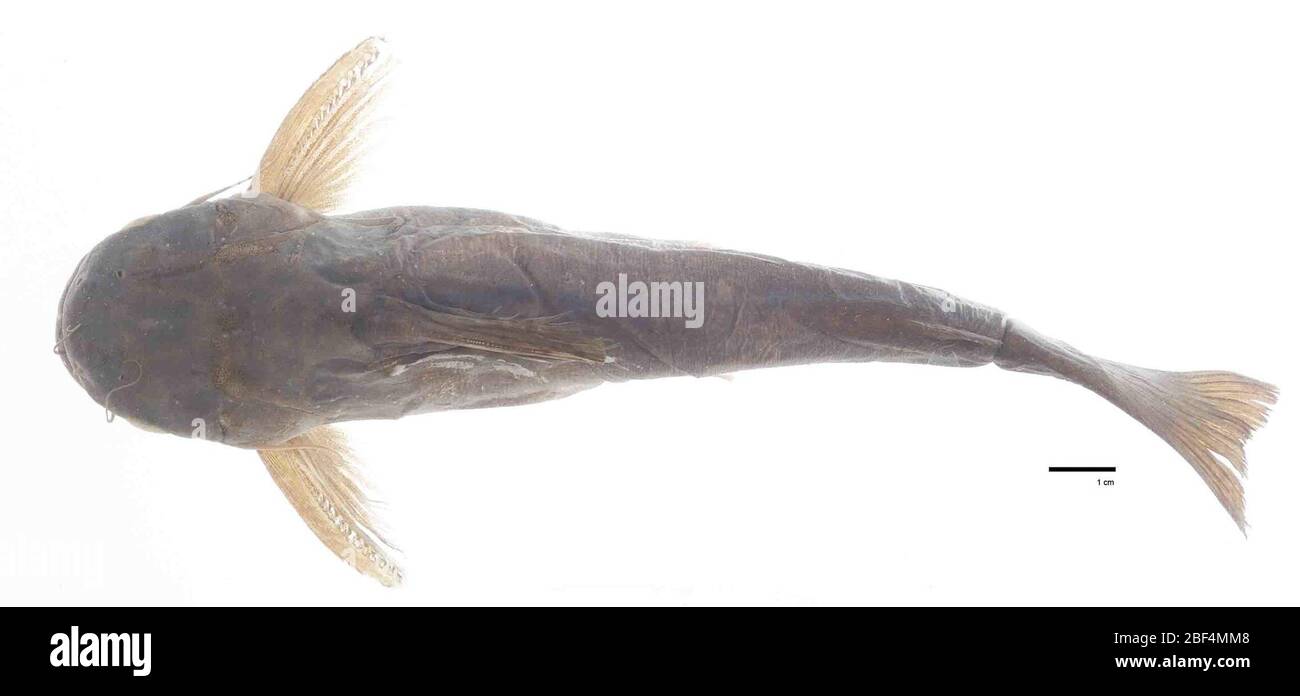 Trachycorystes insignis peloichthys. 13 Sep 20171 Stock Photo - Alamy