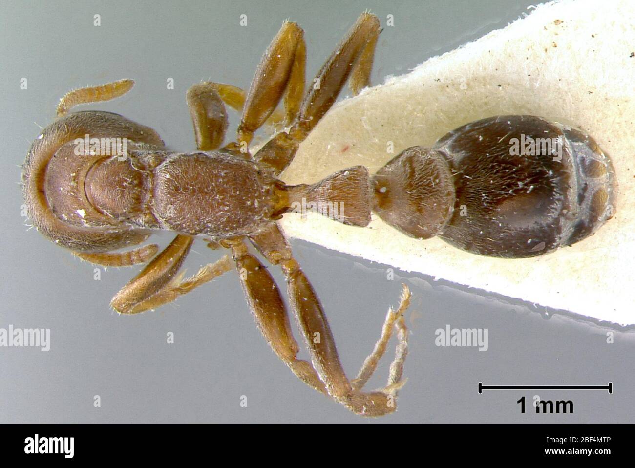Pseudomyrmex hi-res stock photography and images - Alamy