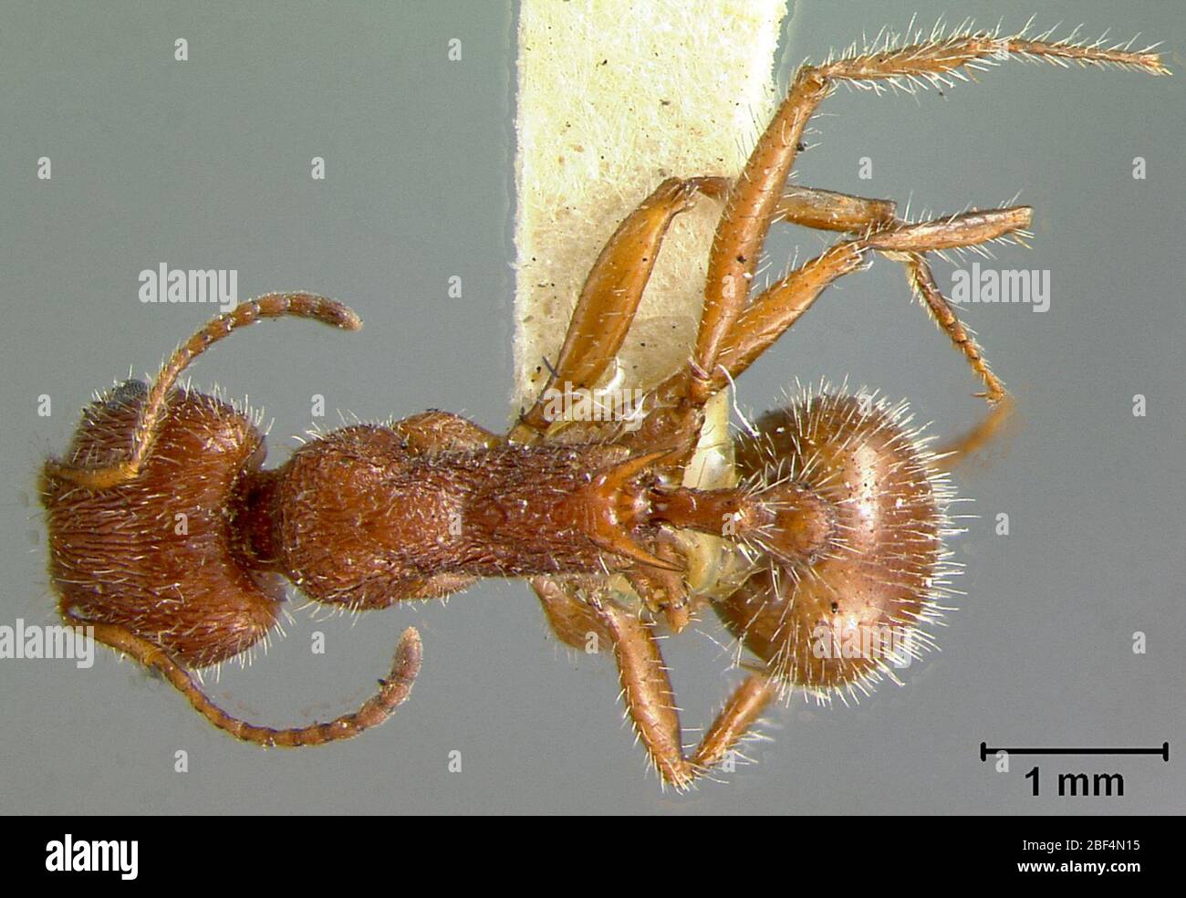 Reddish ants hi-res stock photography and images - Alamy