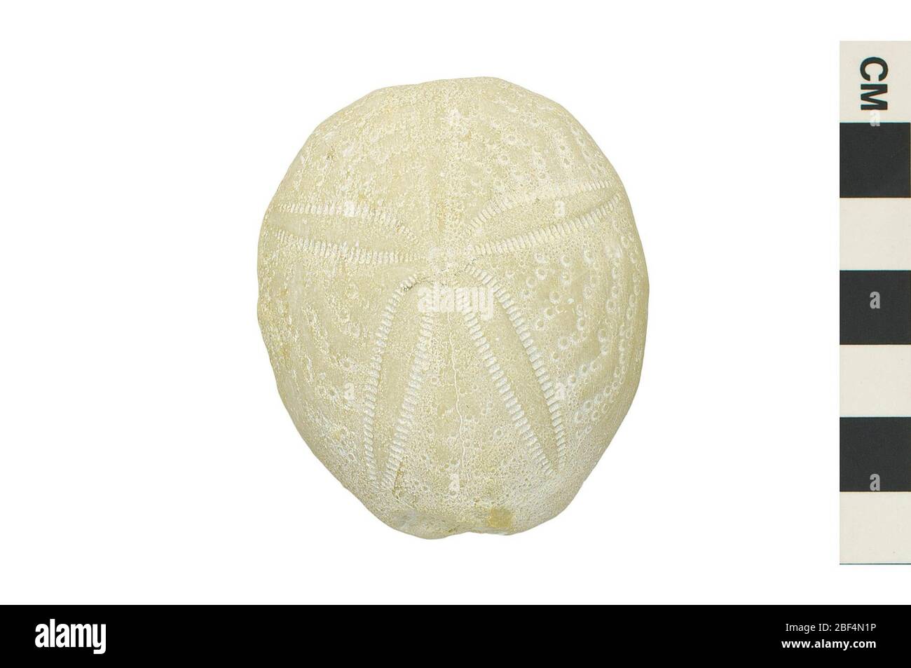 Heart urchin hi-res stock photography and images - Alamy