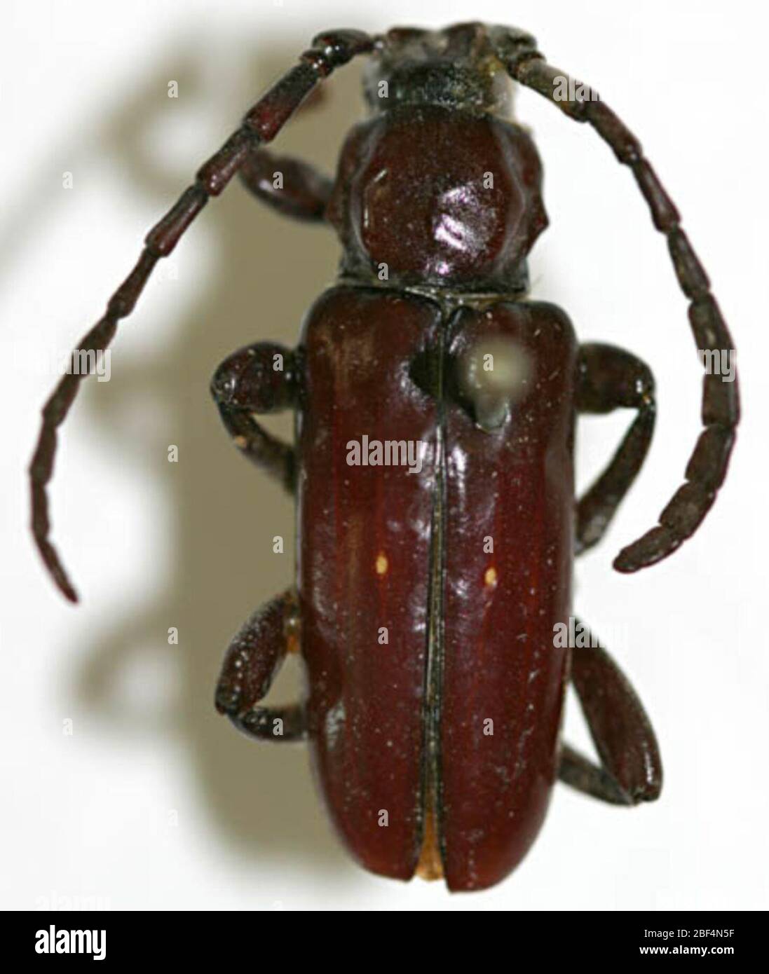 Laticornis hi-res stock photography and images - Alamy