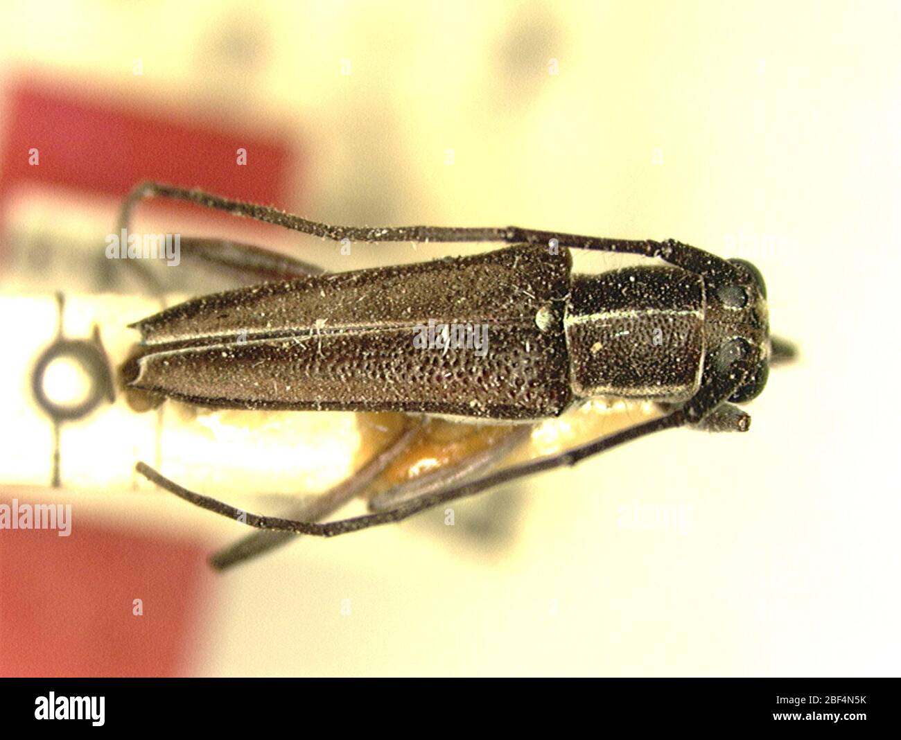 Glenea indistinctevittata. 23 Mar 20201 Stock Photo - Alamy