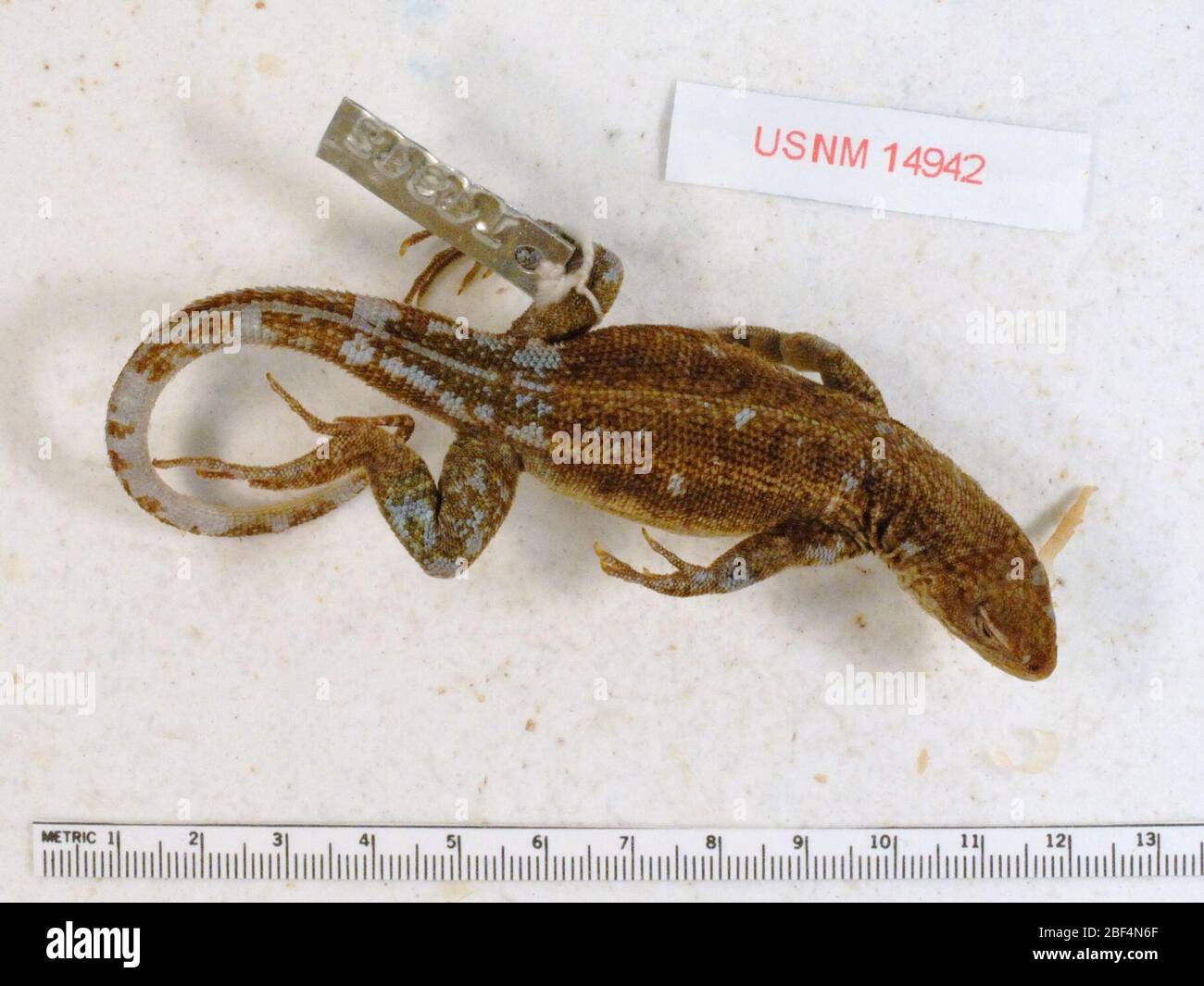 Microlophus duncanensis. 2 Oct 20181 Stock Photo - Alamy