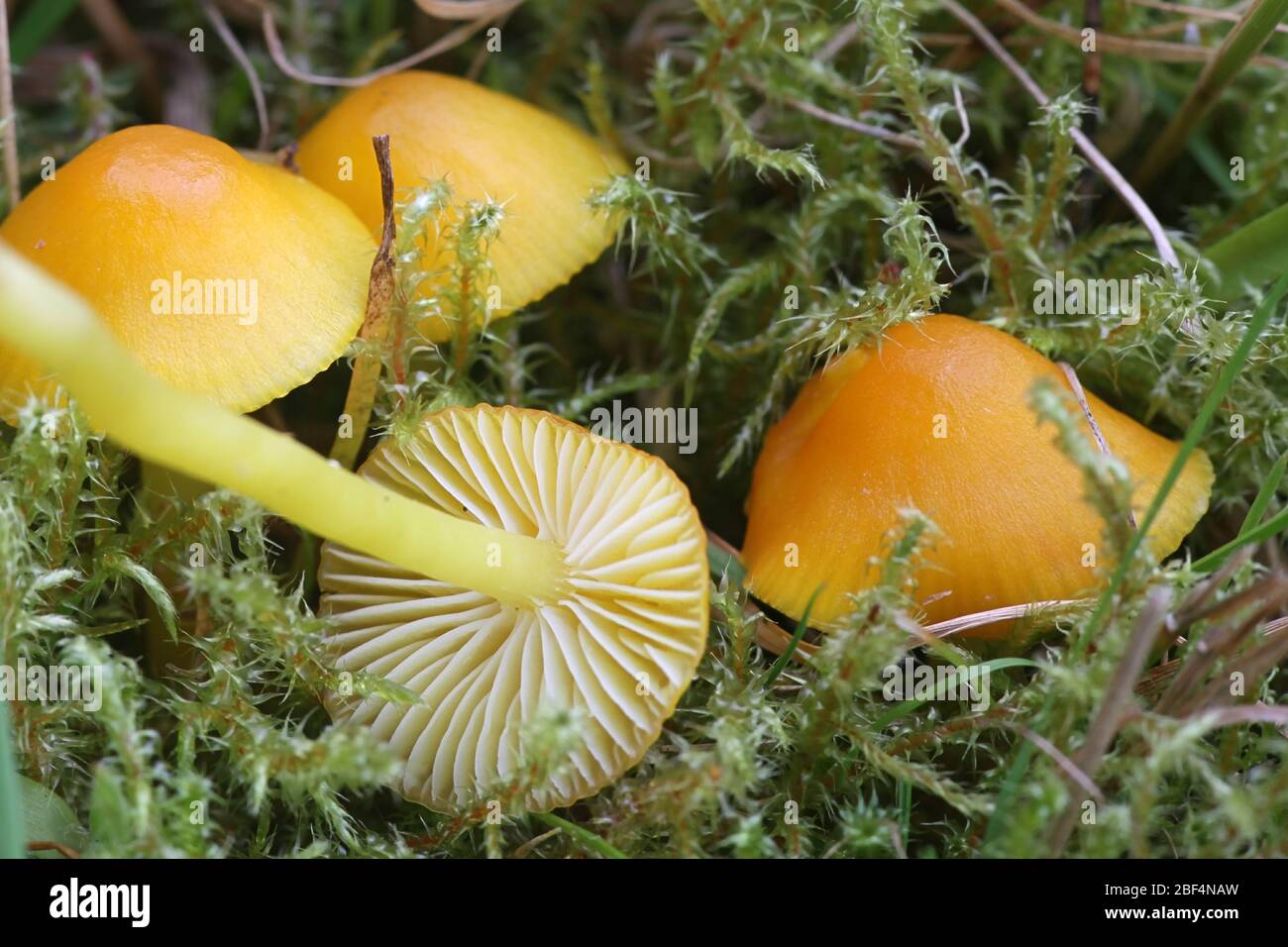 Hygrocybe ceracea, known as butter waxcap or wax cap, wild mushroom ...