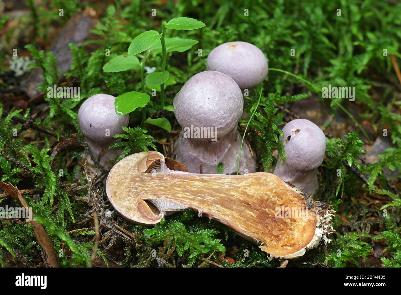 Cortinarius traganus, known as the gassy webcap, wild mushrooms from ...