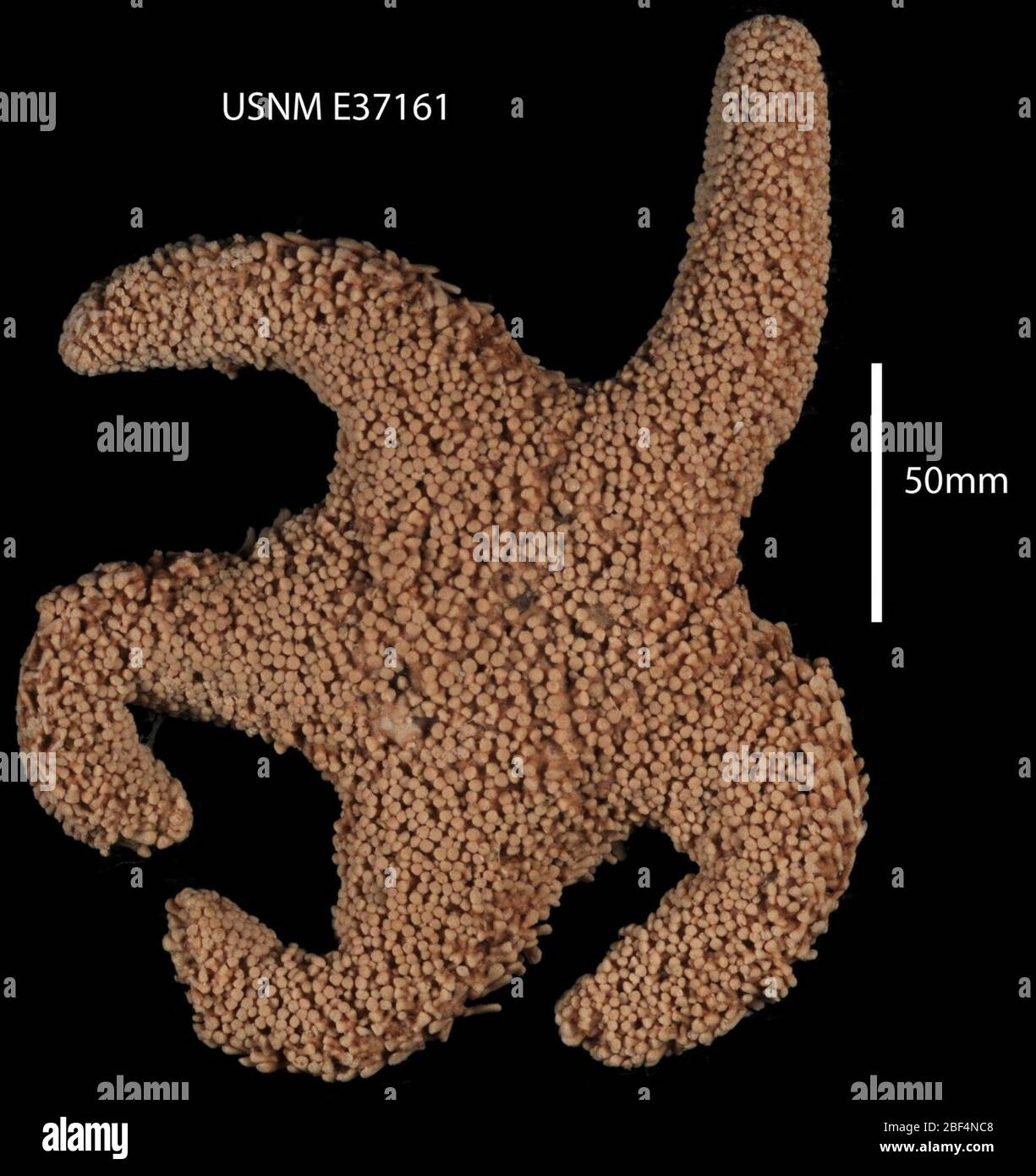 Nutrix hi-res stock photography and images - Alamy