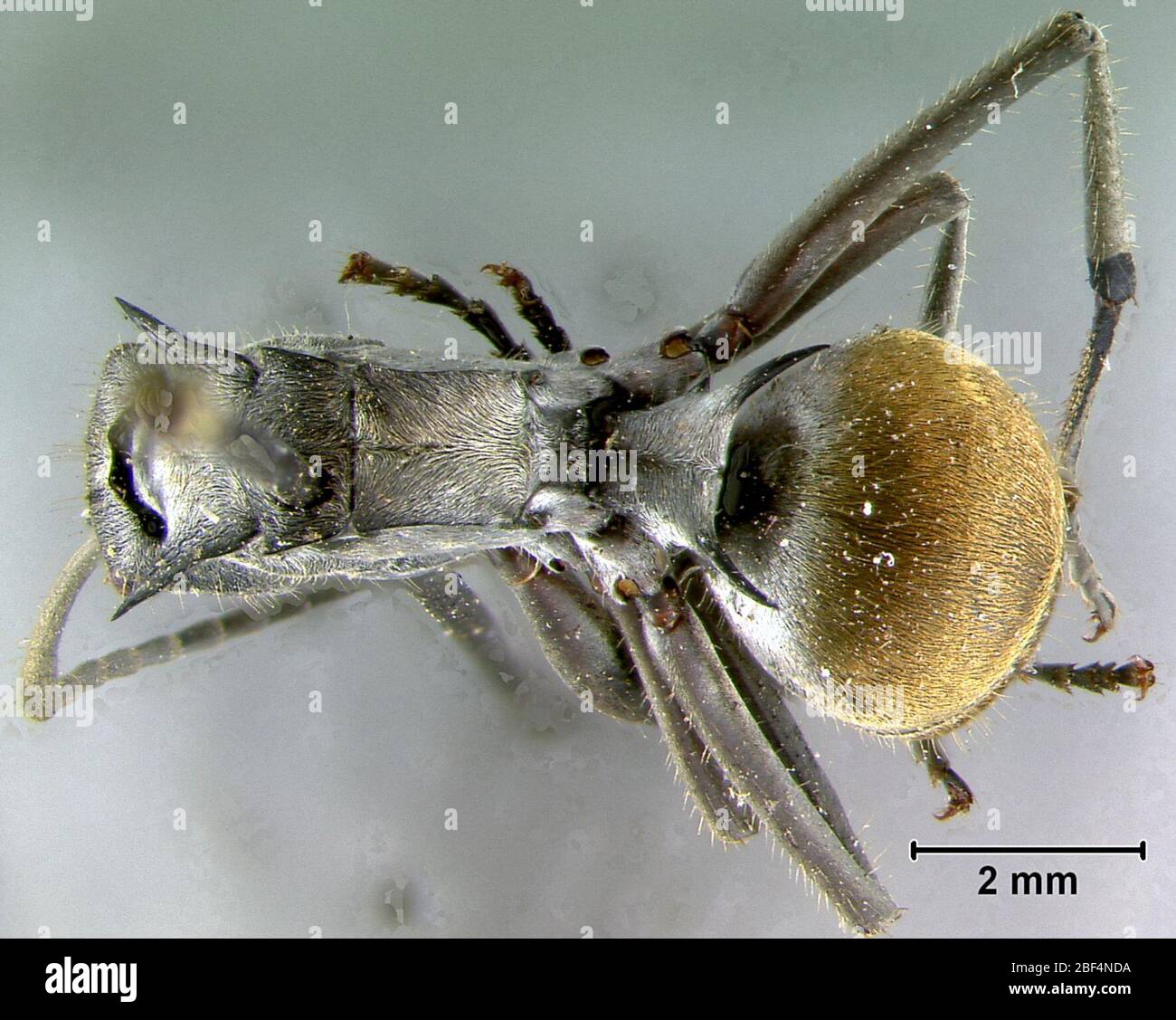Polyrhachis militaris hi-res stock photography and images - Alamy
