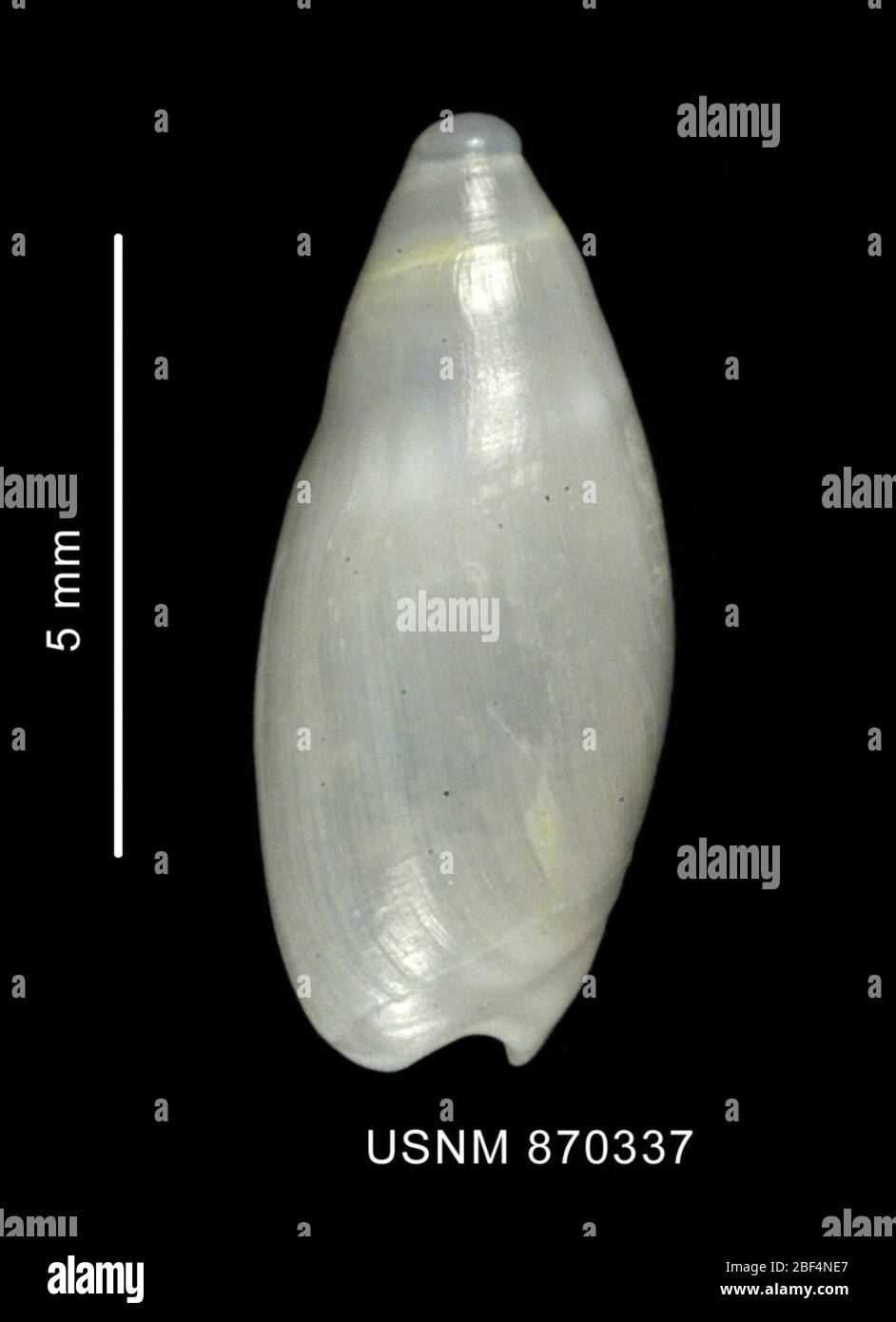 Baryspira longispira. 6 Feb 201334010 Stock Photo - Alamy
