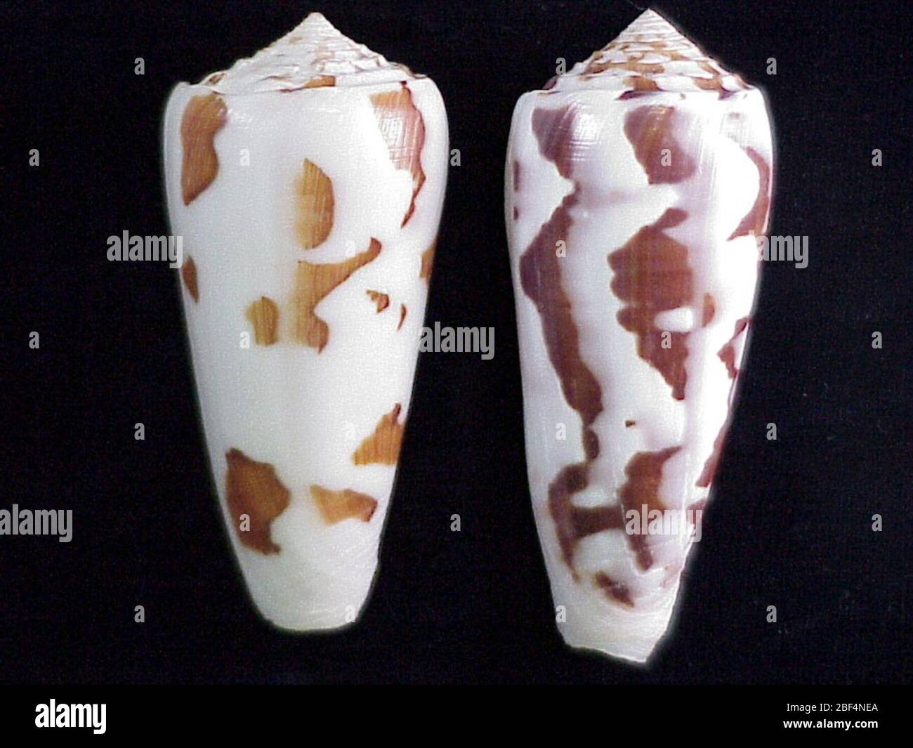 Conus gubernator hi-res stock photography and images - Alamy