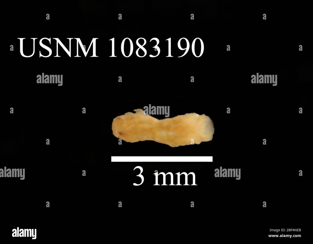 Lignorum hi-res stock photography and images - Alamy