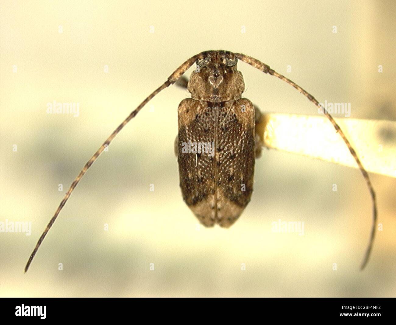 Scurra hi-res stock photography and images - Alamy