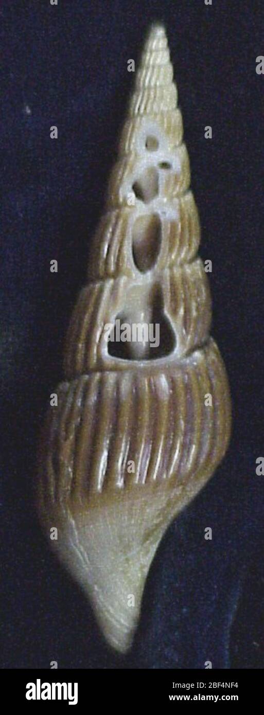 Entomological species catalog hi-res stock photography and images - Alamy