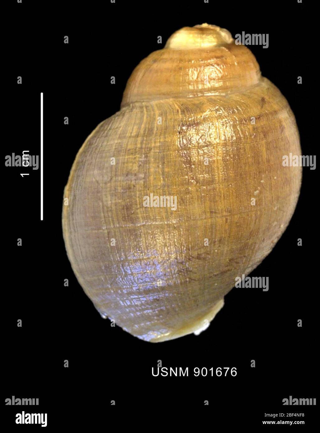 Deep sea ecosystems smithsonian hi-res stock photography and images - Alamy