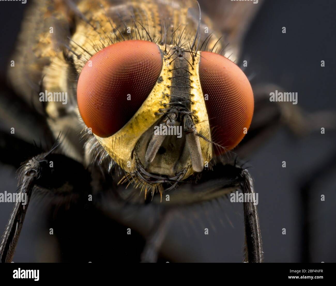 Macro close up of the eyes of a fly in detail Stock Photo - Alamy