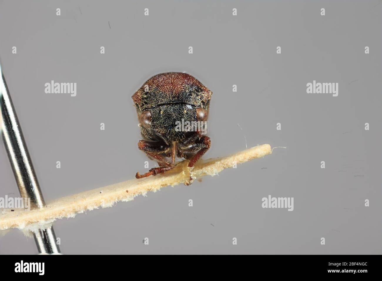 Gargara selangori. 12 Apr 20171 Stock Photo - Alamy