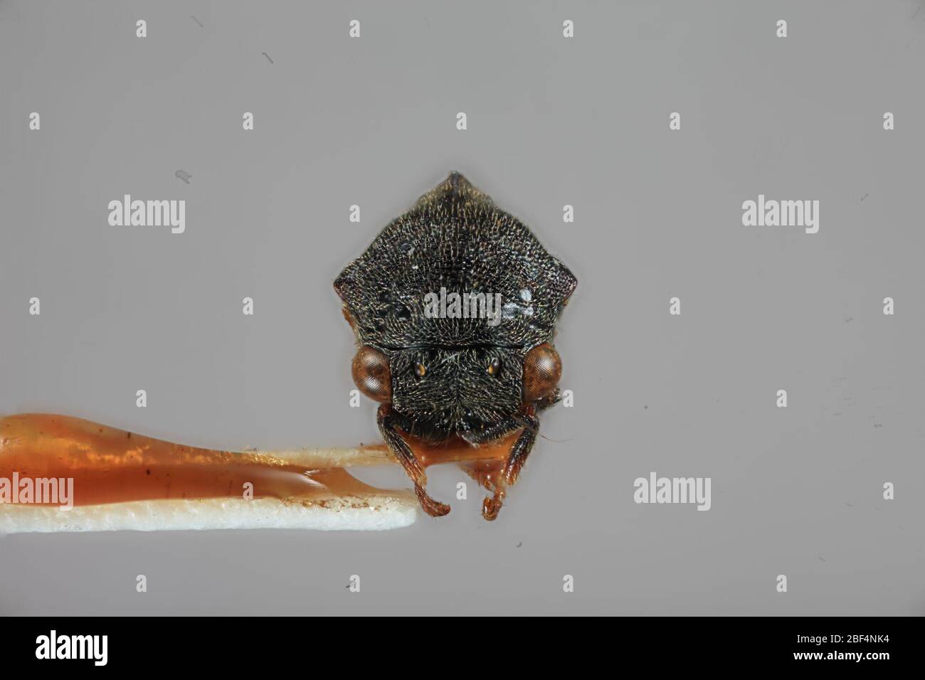 Gargara nigra. 6 Apr 20171 Stock Photo - Alamy