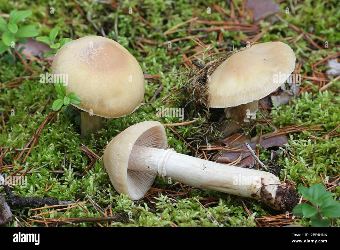 Cortinarius caperatus, known as the gypsy mushroom, wild edible ...