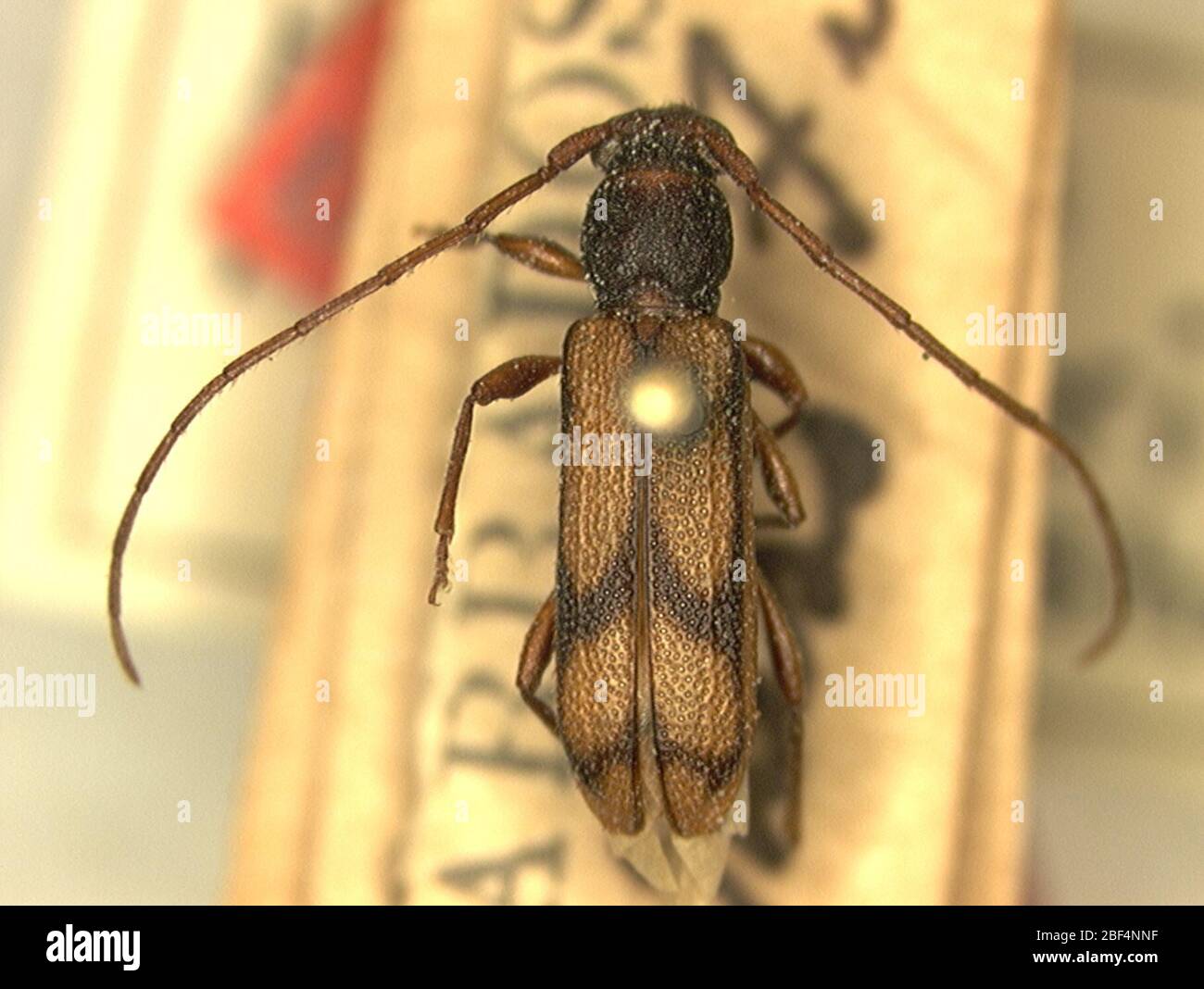 Haruspex hi-res stock photography and images - Alamy