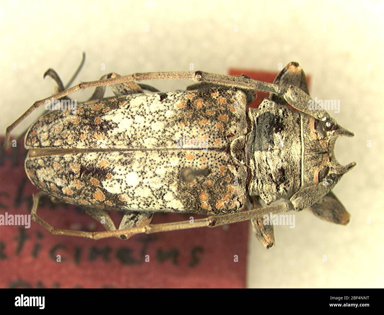 Laticinctus hi-res stock photography and images - Alamy