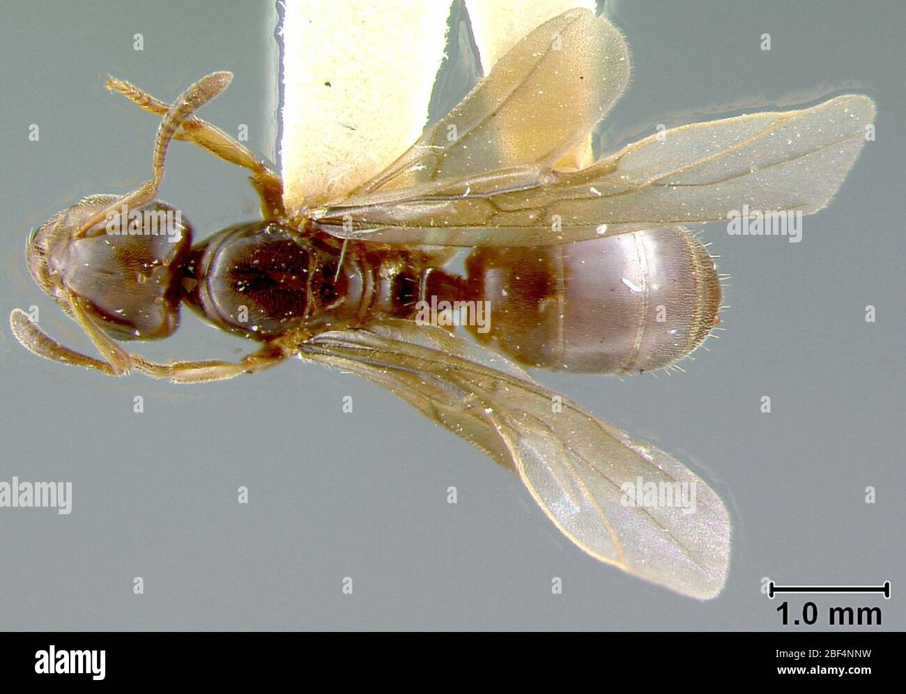 Acanthomyops hi-res stock photography and images - Alamy