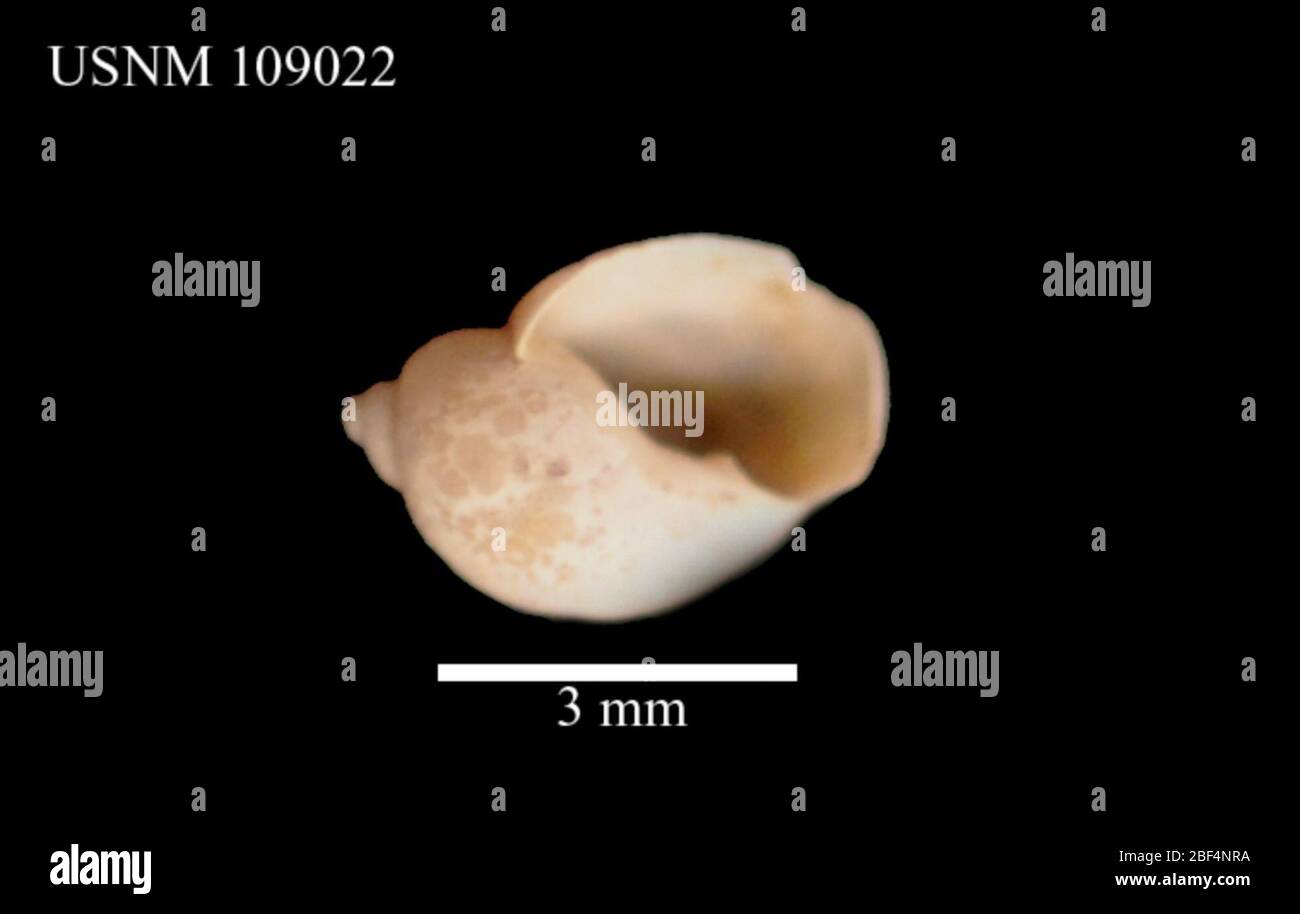 Perplexa hi-res stock photography and images - Alamy