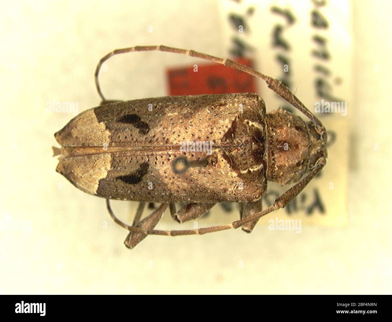 Nocturnus hi-res stock photography and images - Alamy