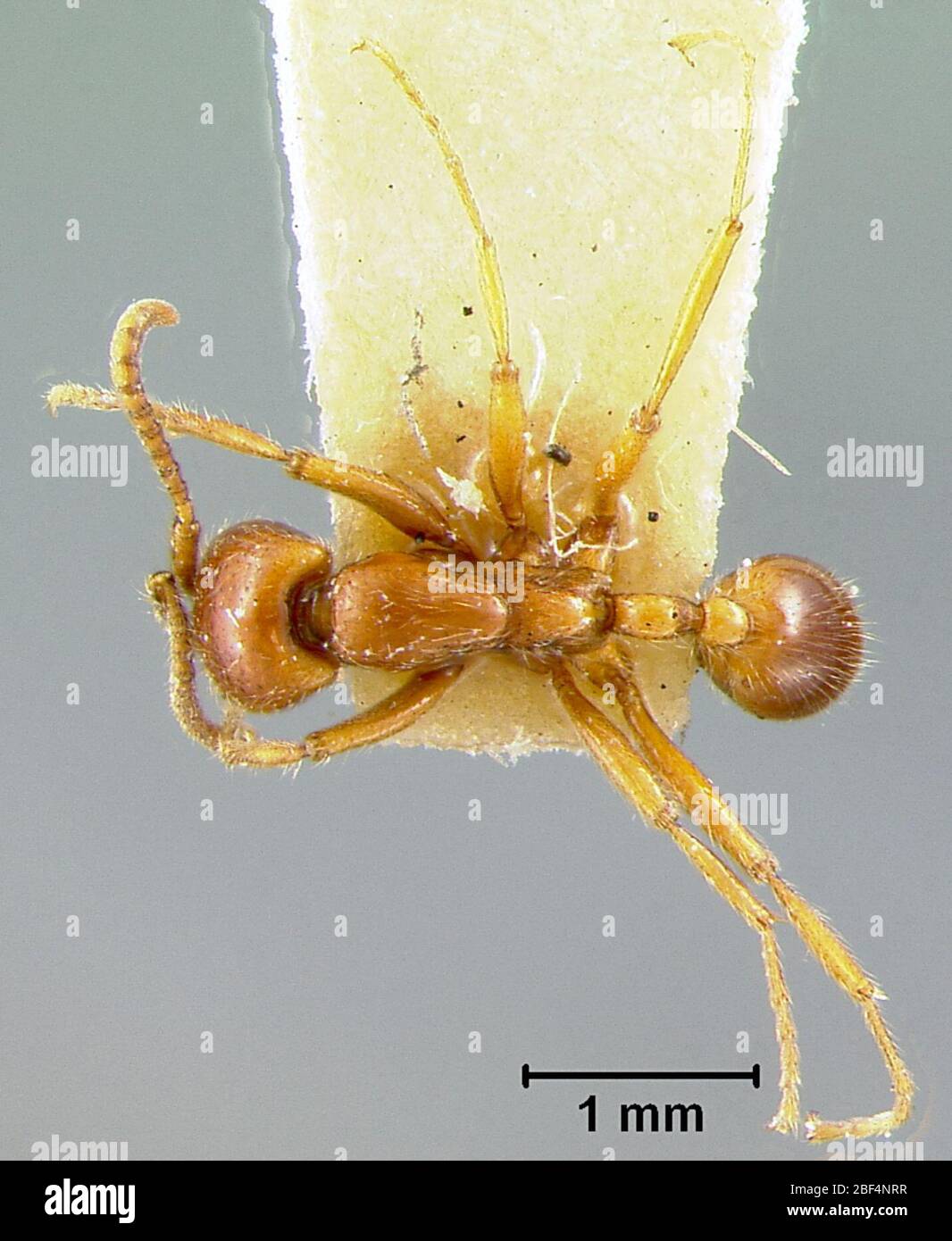 Cocula hi-res stock photography and images - Alamy