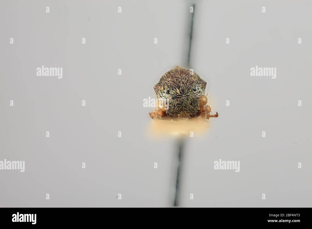 Gargara sumbawae. 12 Apr 20171 Stock Photo - Alamy
