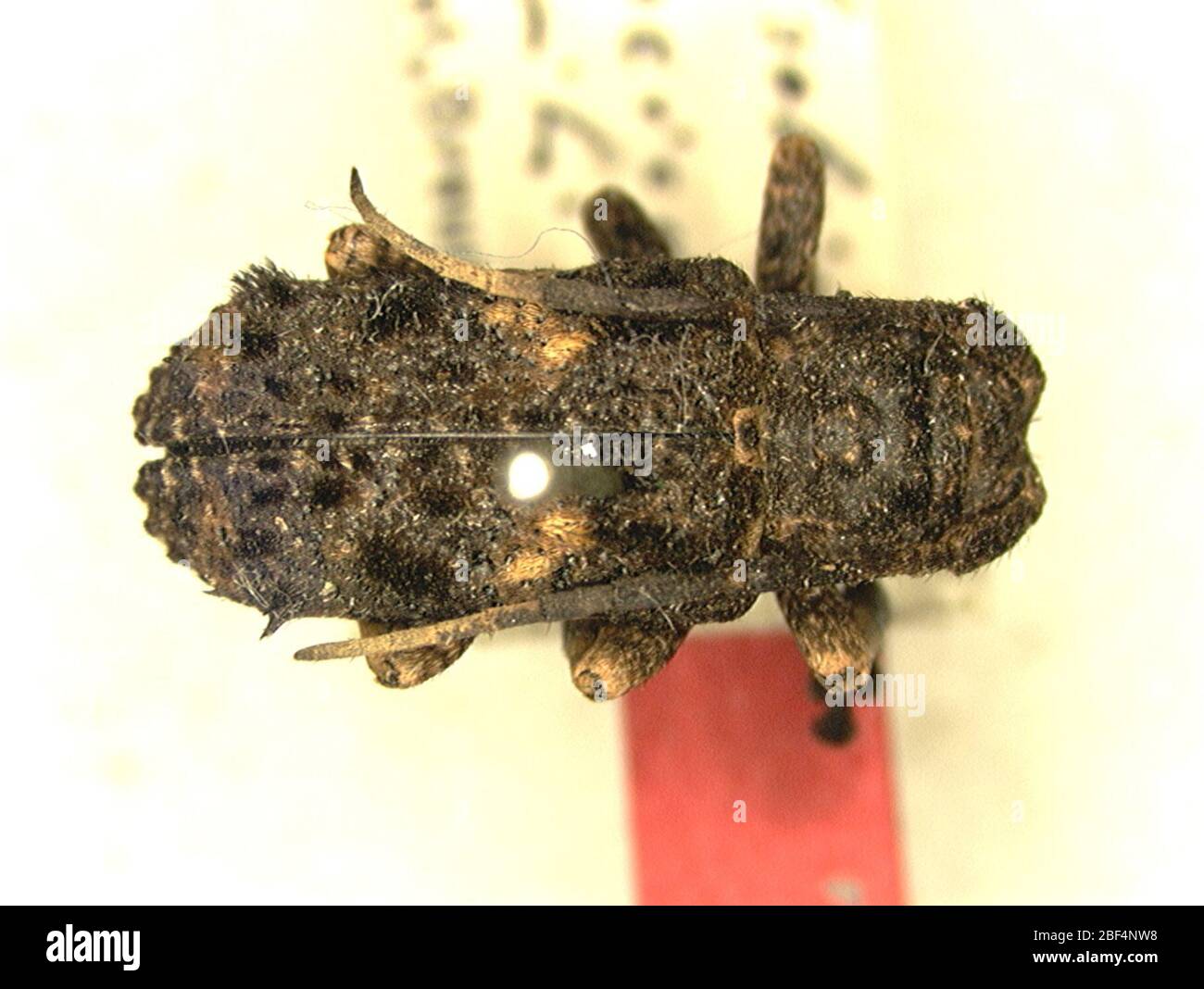 Fasciculosa hi-res stock photography and images - Alamy