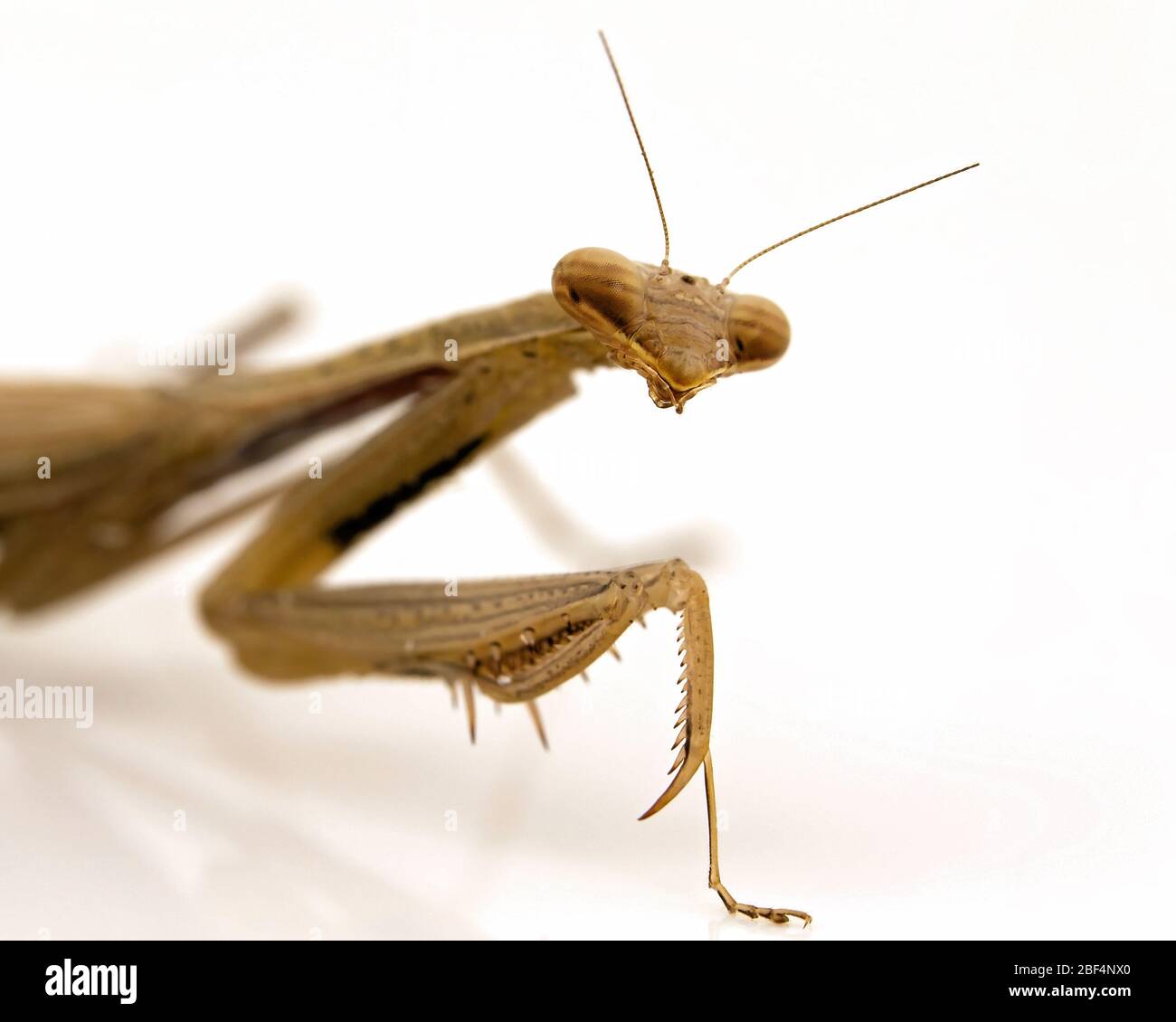 A macro image of a praying mantis isolated on a white background with a ...