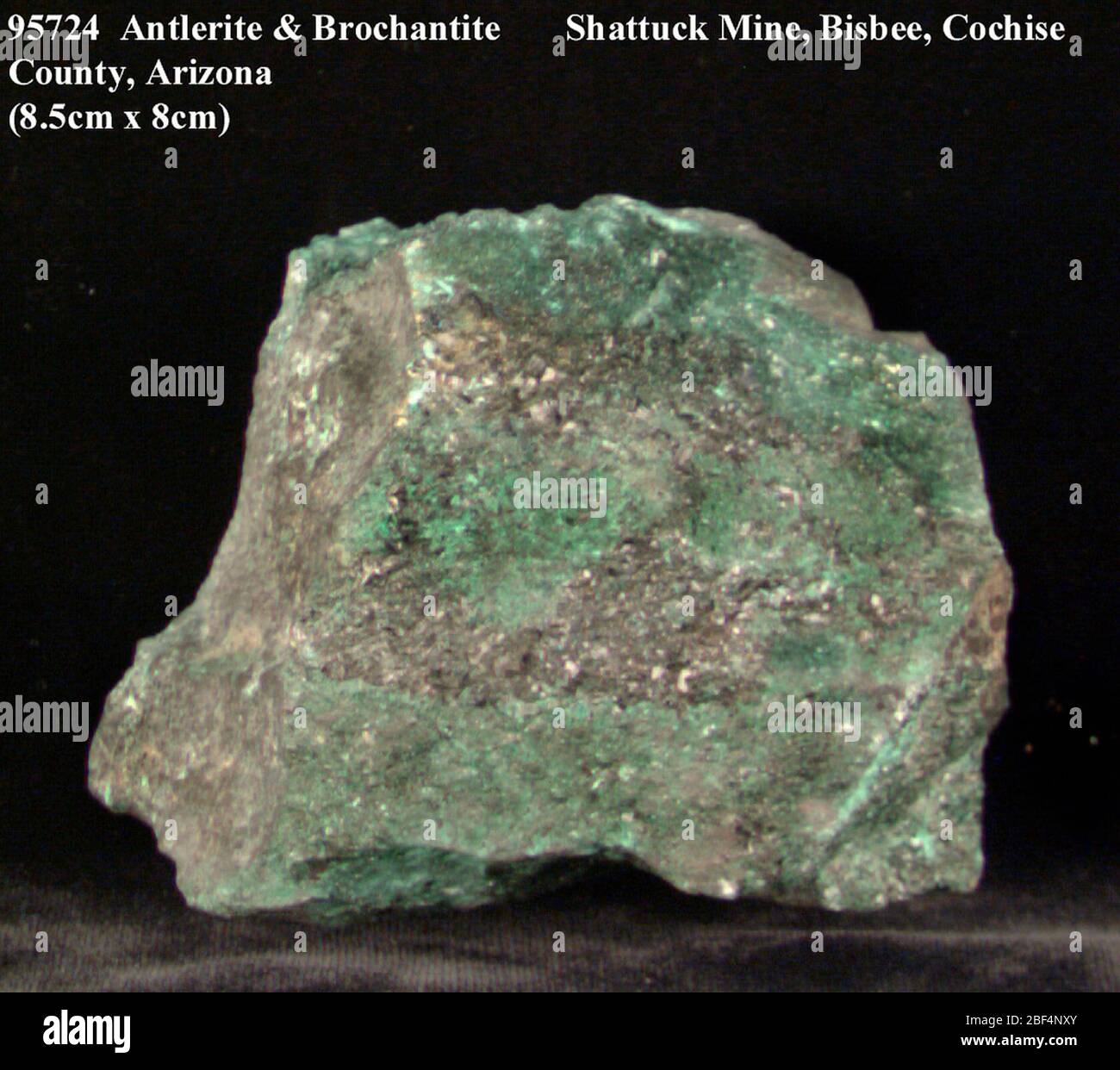 Antlerite hi-res stock photography and images - Alamy