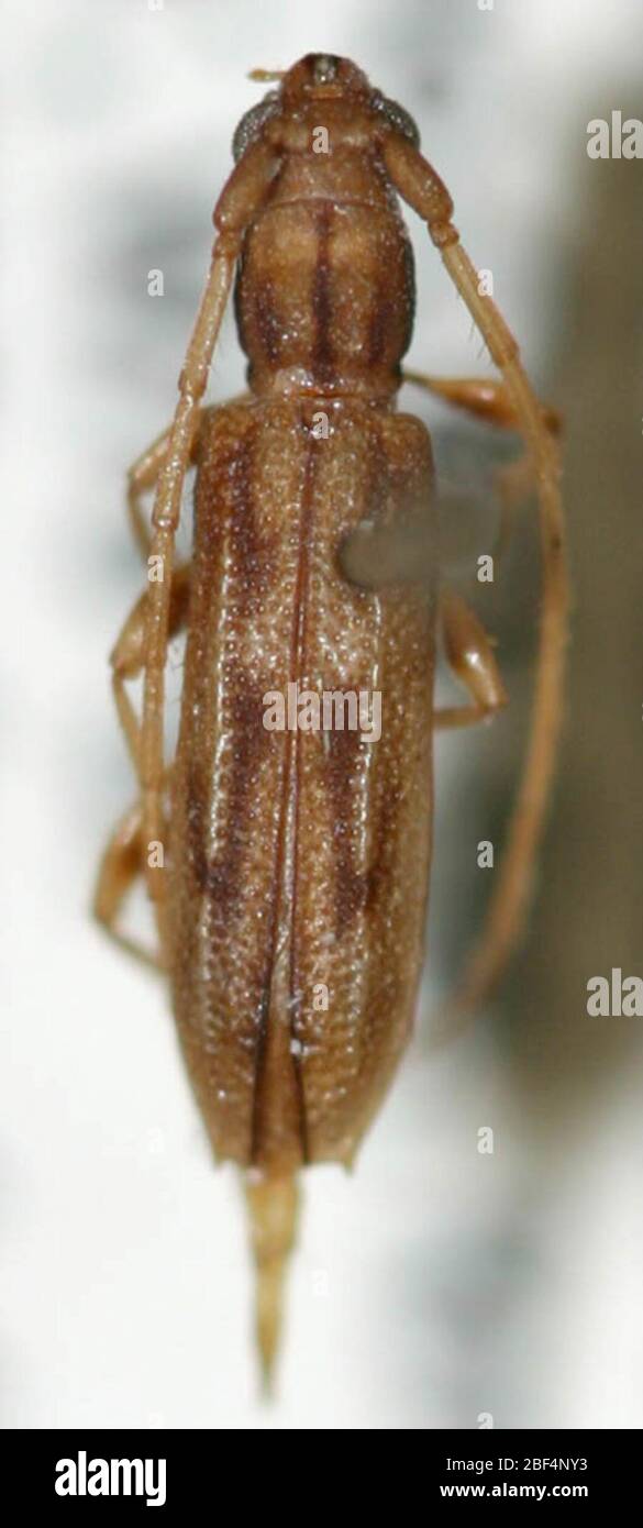 Haruspex hi-res stock photography and images - Alamy