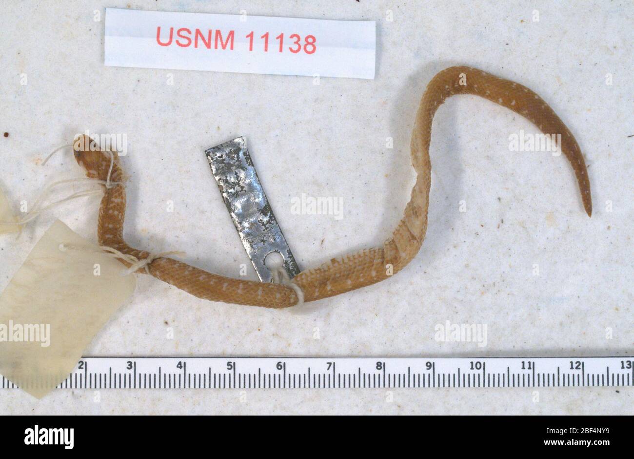 Atractus crassicaudatus. 30 Apr 20191 Stock Photo - Alamy