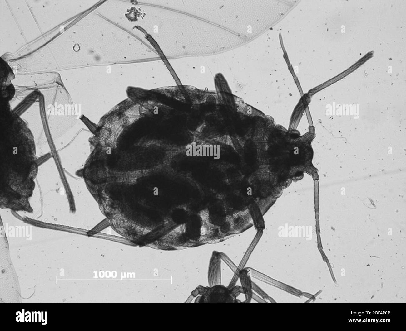 Phloem aphid hi-res stock photography and images - Alamy