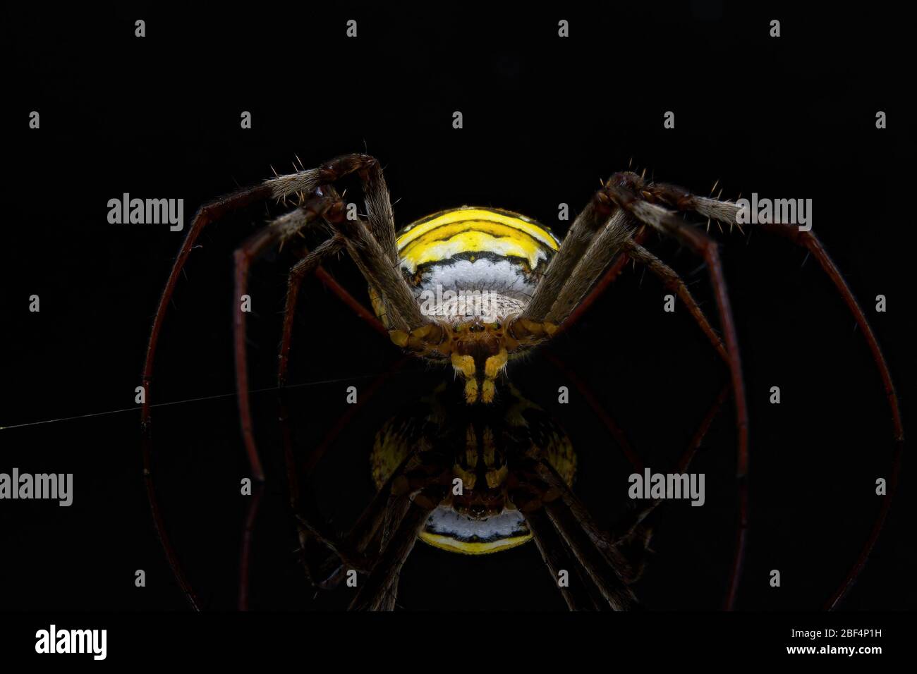 Macro close up of a yellow backed garden spider isolated on a black ...