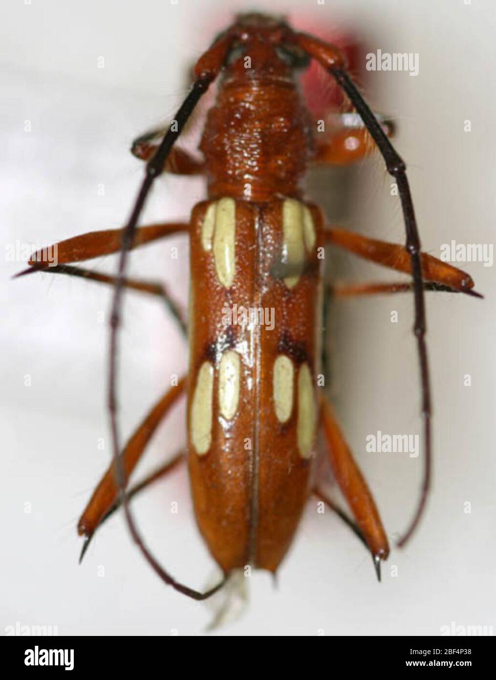 Aenigma hi-res stock photography and images - Alamy