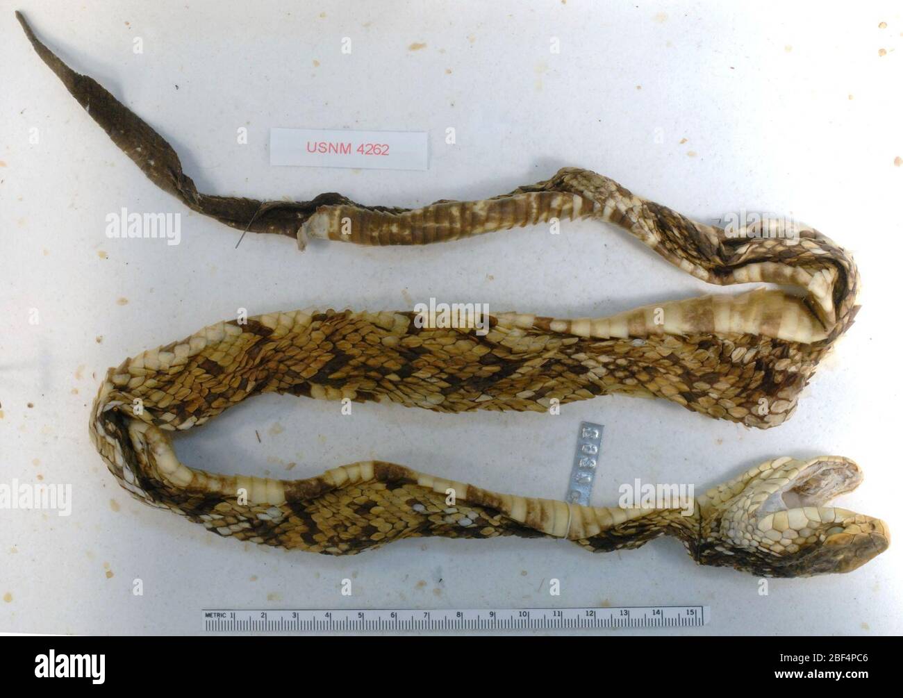 Leucostoma High Resolution Stock Photography and Images - Alamy